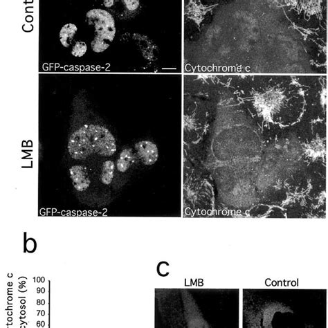 Caspase 2 Mediated Release Of Cytochrome C From Mitochondria Is Download Scientific Diagram