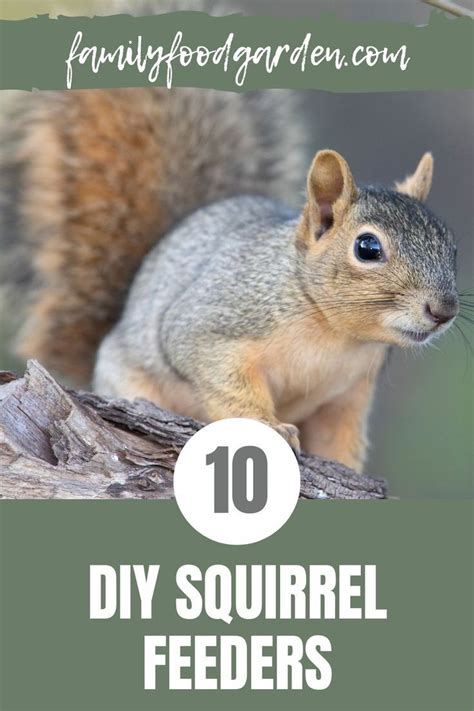 Squirrel Feeders Diy Simple Diy Fixes