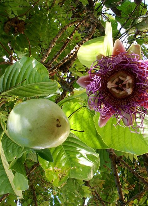 Giant Granadilla Passiflora Quadrangularis L Sow Exotic