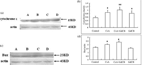 Western Blot Analysis Of Cytochrome C And Bax Proteins In Rat Cardiac