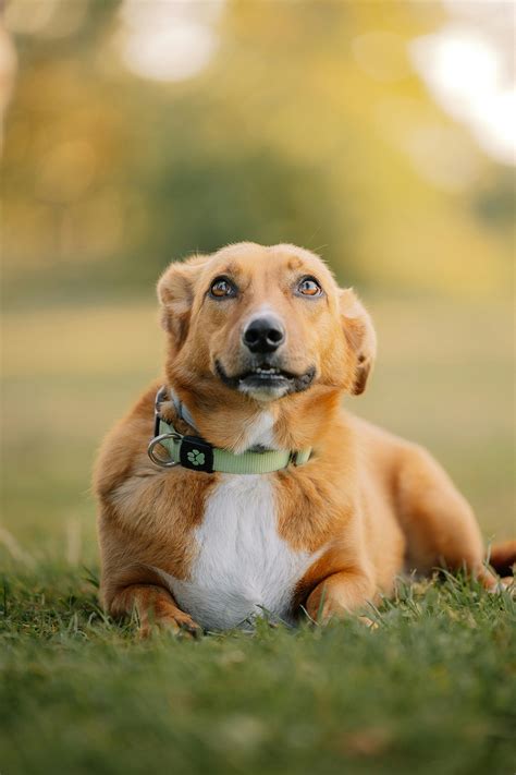 Безкоштовне стокове фото бандана валлійська корги веселий виставка собак вірність впритул