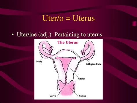 Ppt Medical Terminology Powerpoint Presentation Free Download Id