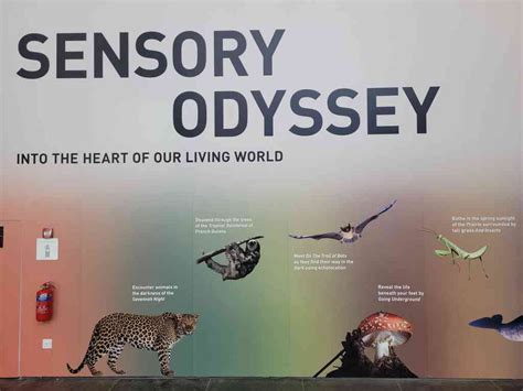 Sensory Odyssey Art Science Museum