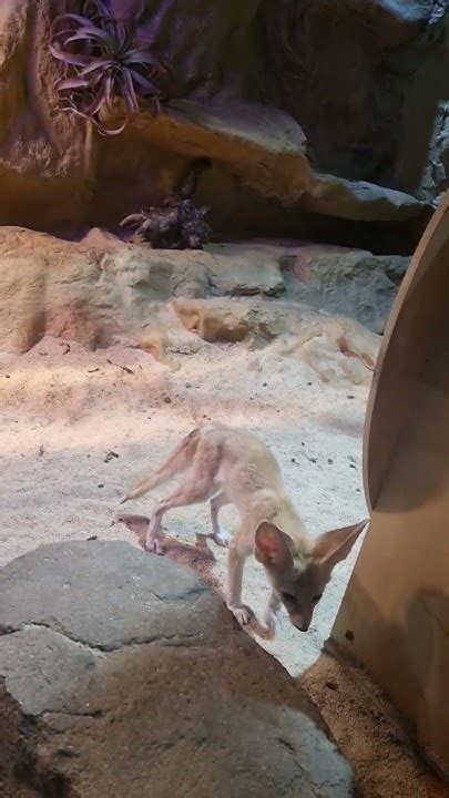 귀여운 사막여우 Youtube