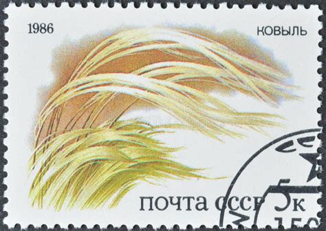 Feather Grass Protected Flora Of The Russian Steppes Editorial Stock