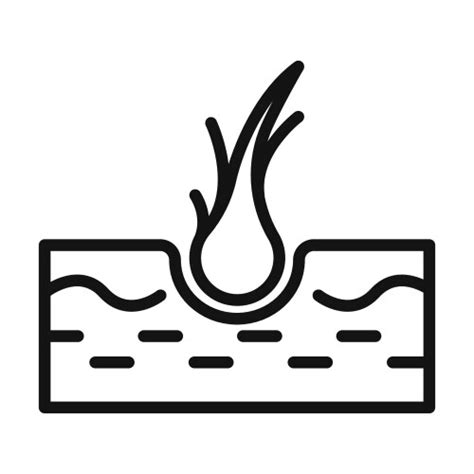 Hair Root Vector Images Over 3000