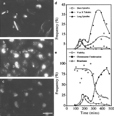Figure 3 From The Product Of The Spindle Formation Gene Sad1