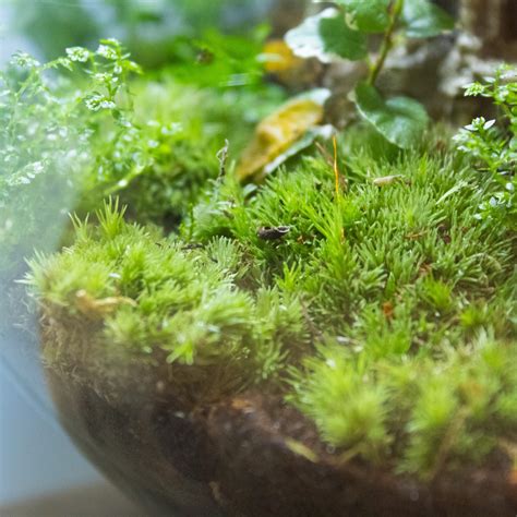 Moss The Ultimate Care Guide And Identification Manual Ome