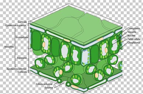 Palisade Cell Model