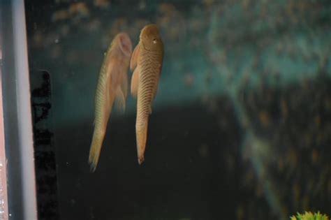 Pleco Identification Help Raquariums
