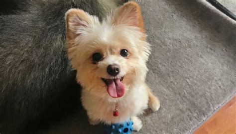 Pomeranian Yorkie Mix Full Grown