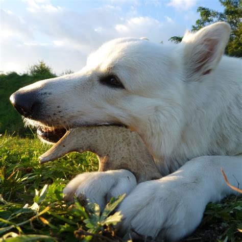 Bois De Daim Pour Chien Cernunos Fr