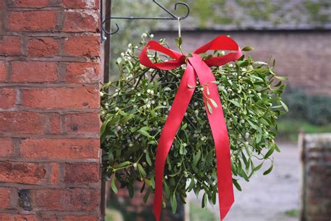 Beginners Guide To Mistletoe History And Traditions Of Mistletoe