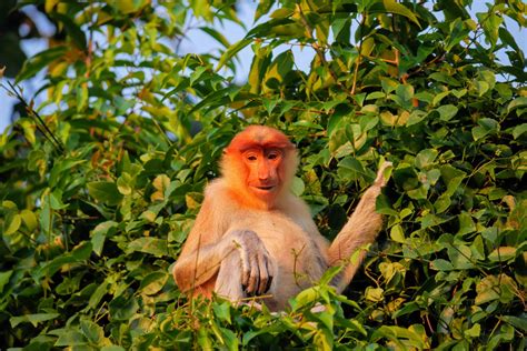 Borneo Gdzie Zobaczyć Nosacze W Naturalnym środowisku Po Co Podróże