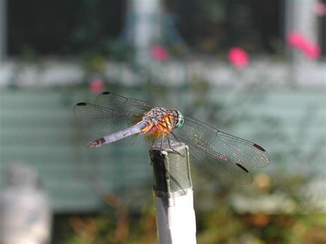 Verbewarp The Recursive Game Is The Policy