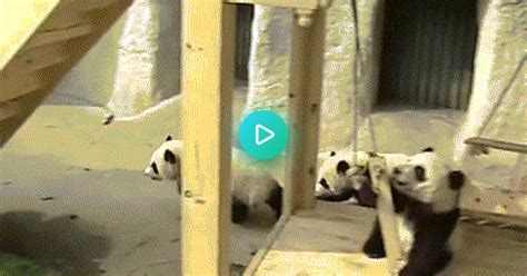 Panda Slide  On Imgur