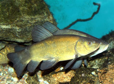 Tenca El Pez Longevo