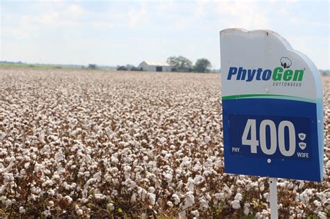 Seed Company Review Breeding Varieties With Resistance Traits A