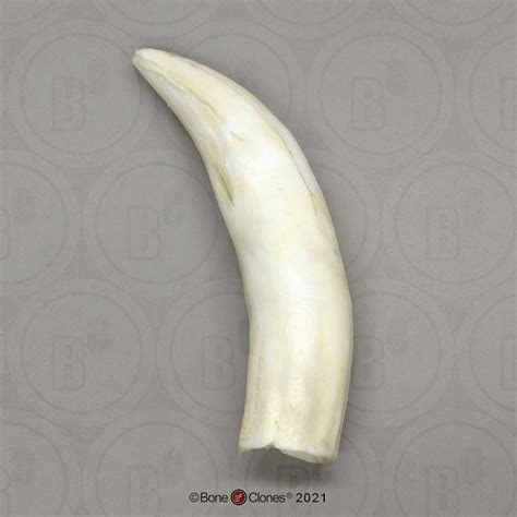 Nile Crocodile Tooth Bone Clones Osteological Reproductions