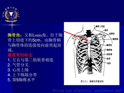 Ppt 胸部的体格检查 Powerpoint Presentation Free Download Id5156706