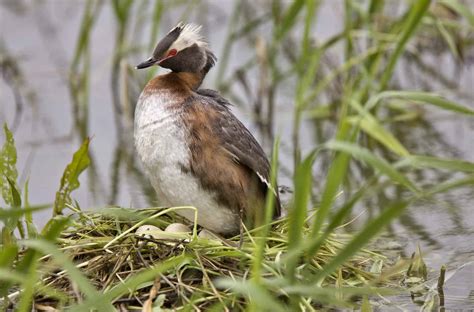 Eared Grebe Bird Facts Podiceps Nigricollis A Z Animals