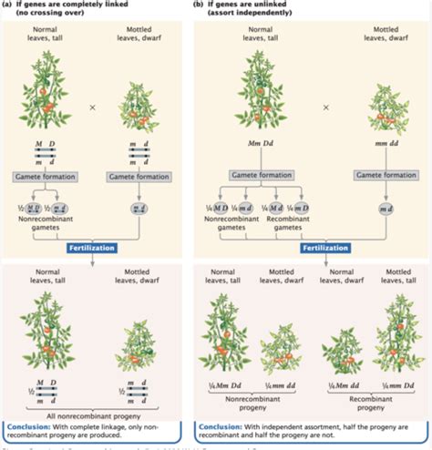 Chapter 7 Linkage And Recombination Flashcards Quizlet