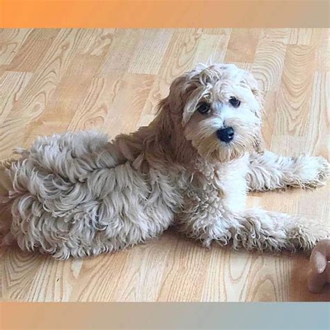 Oz Cockapoos And Doodles Holton In