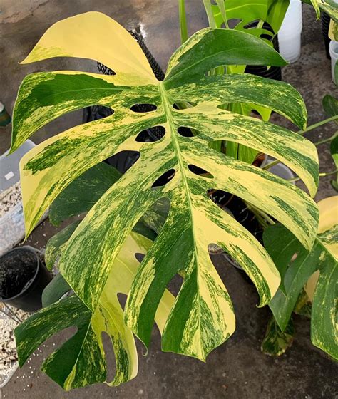 Cây Trầu Bà đột Biến Là Gì Tại Sao Giới Người Giàu Săn Lùng