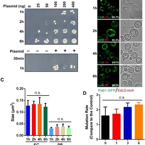 Plasmid And Cell Concentration Affect Transformation Efficiency A