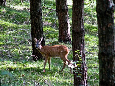 Task X S Homepage On MyFreeCams Com