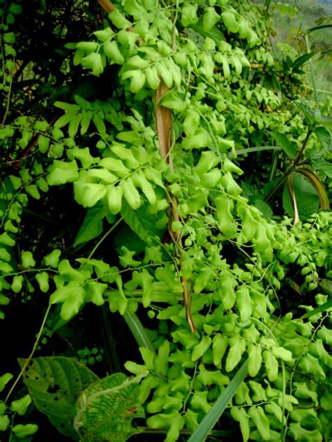 Lygodium Microphyllum Cav R Br Flickr Photo Sharing