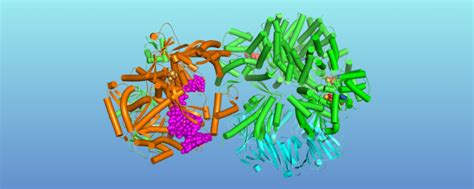 When It Comes To Dna Replication Humans And Bakers Yeast Are More