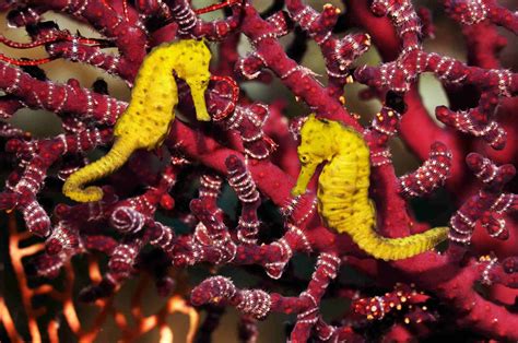 Download Seahorse Coral Reef Wallpaper
