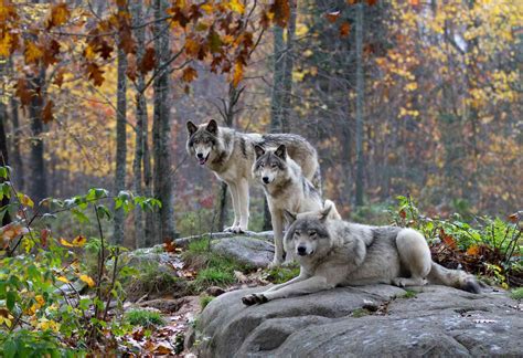 Grey Wolf Habitat Blue Planet Biomes Gray Wolf