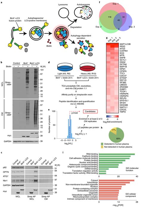 Identification Of Proteins Secreted Via Autophagy Dependent Pathways Download Scientific
