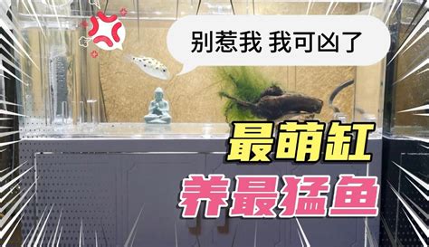 萌鱼缸养猛鱼 斑节河豚萌中带凶，小心咬你哦 爱奇艺