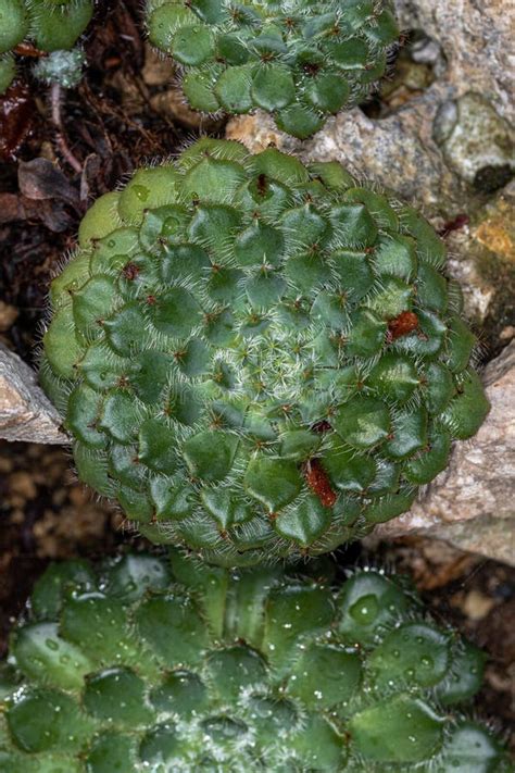 Echeveria Plant Stock Image Image Of Spring Fresh 256742009