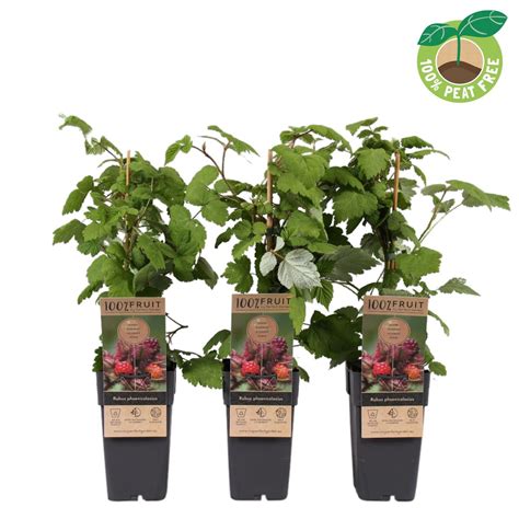 Rubus Phoenicolasius — Plant Wholesale Floraccess