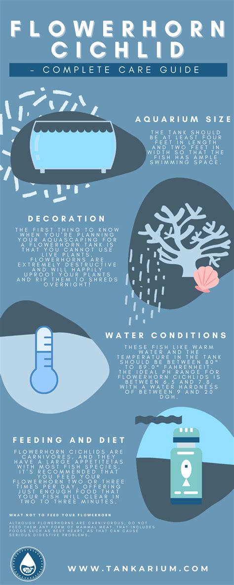 Flowerhorn Tankmates Temperature Feeding And Behavior