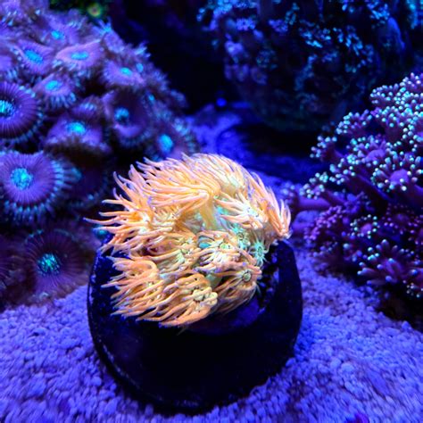 Wysiwyg Fire Spitter Goni Coral Aquarium Show