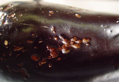 Phomopsis Blight Of Eggplant Scouting Guides For Problems Of Vegetables