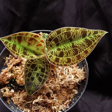 Jewel Orchid Macodes Exotic Jungle At Best Price