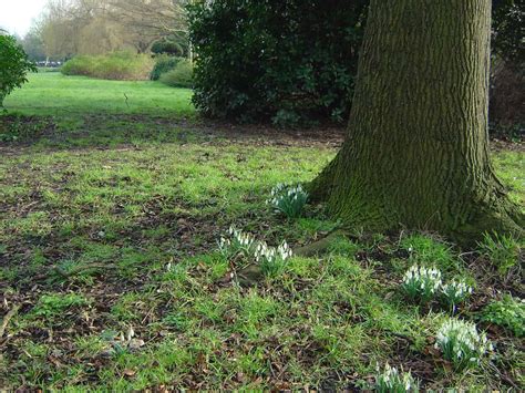 Expert Guide To Grass Varieties In Augusta Ga Planting Tips Shade