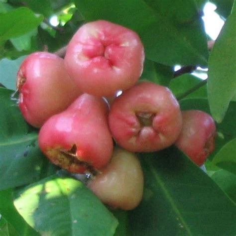 Rose Apple Recipes Wiki