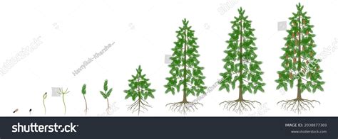 Cycle Growth Spruce Tree On White Stock Vector Royalty Free Shutterstock