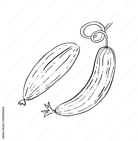 Vector Illustration Cucumber Sketch Icon With A Single Line On An Isolated White Background