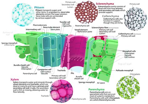 Plant Cell Definition And Examples Biology Online Dictionary