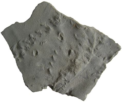 Trace Fossils