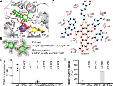 Structural Basis Of Collagen Glucosyltransferase Function And Its
