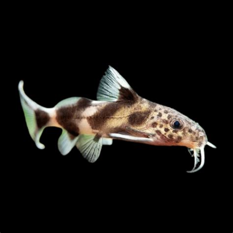 Hybrid Catfish Synodontis Multipunctatus X Schoutedeni 3cm Sims